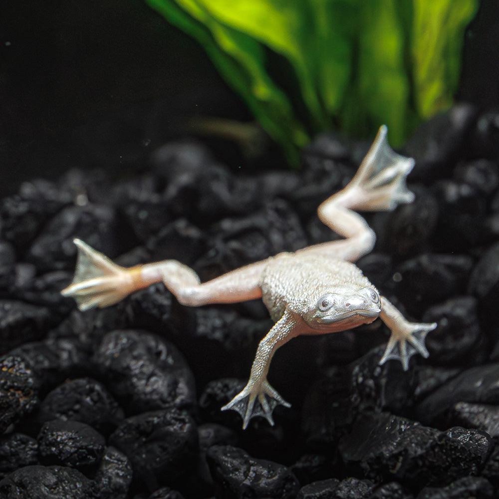 Platinum African Dwarf Frog | 100% Live Arrival Guarantee