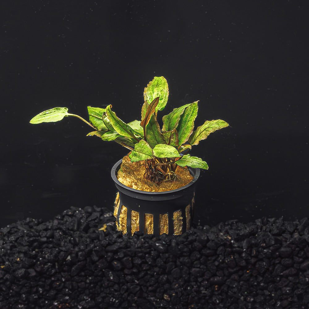 Cryptocoryne Wendtii (Red, Green, or Bronze) - Flip Aquatics