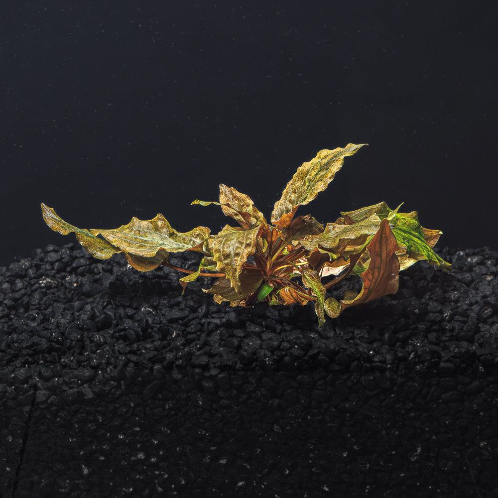 Cryptocoryne Wendtii (Red, Green, or Bronze) - Flip Aquatics