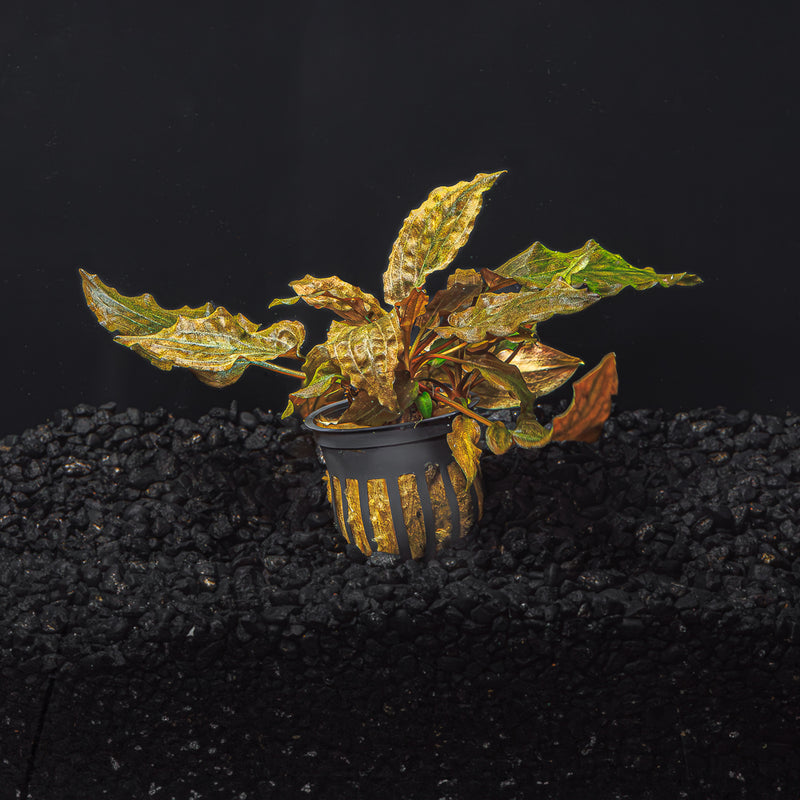 Cryptocoryne Wendtii (Red, Green, or Bronze) - Flip Aquatics