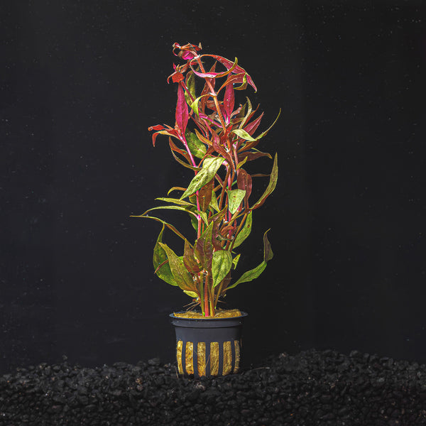 Alternanthera reineckii for Sale | The Vibrant Scarlet Temple