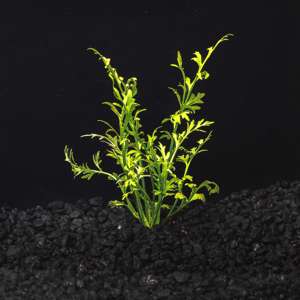 Water Sprite Plant for Sale | Buy Water Sprites for Aquariums Here