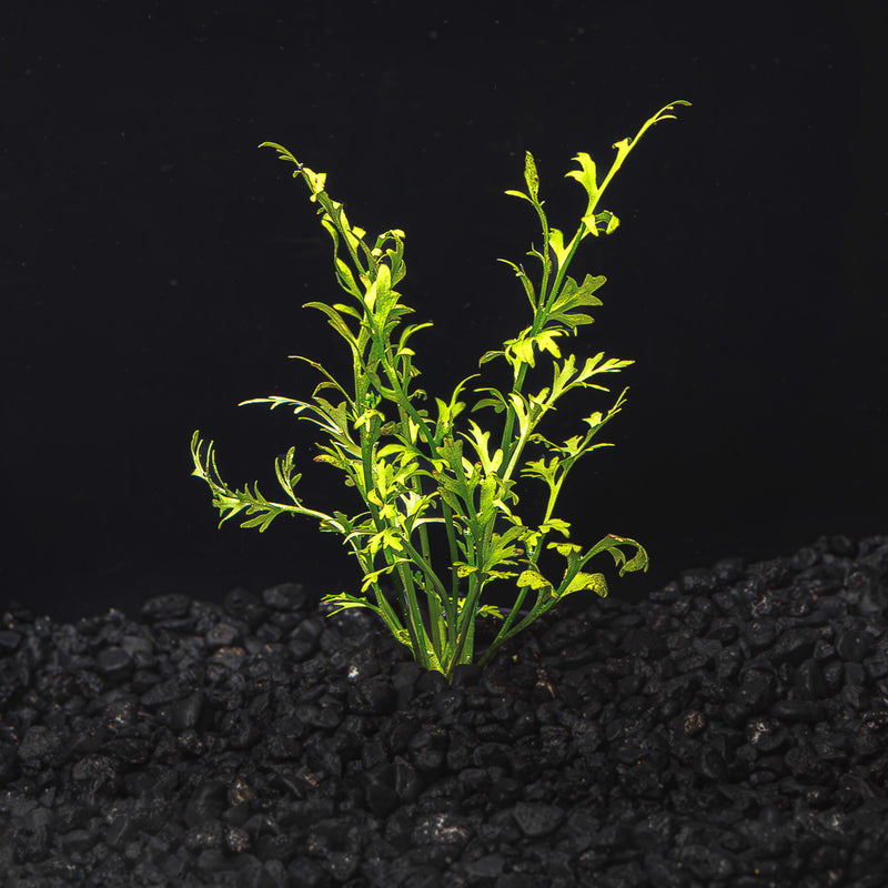 Water Sprite Plant for Sale | Buy Water Sprites for Aquariums Here