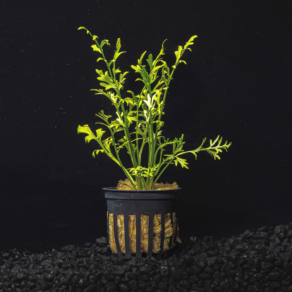 Water Sprite Plant for Sale | Buy Water Sprites for Aquariums Here