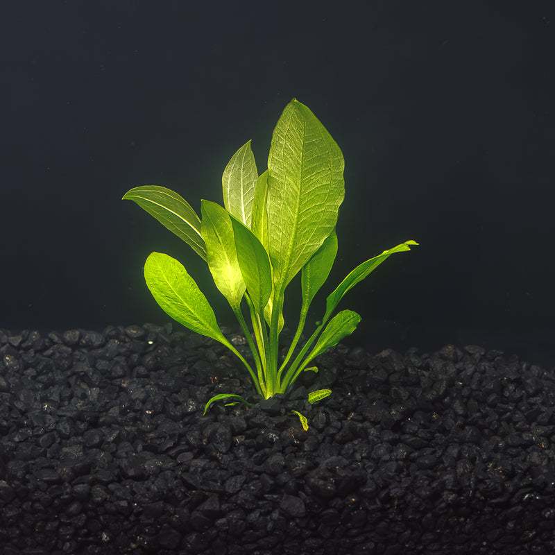 Create an Amazing Aquascape with Sword Plants for Aquariums