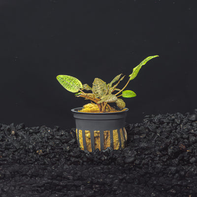 Brighten Up Your Aquarium with Premium Red Aquarium Plants - Flip Aquatics