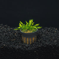 Crypt. Parva - Flip Aquatics