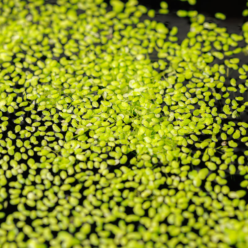 Duckweed Plants for Sale | 250+ Floating Aquarium Plants