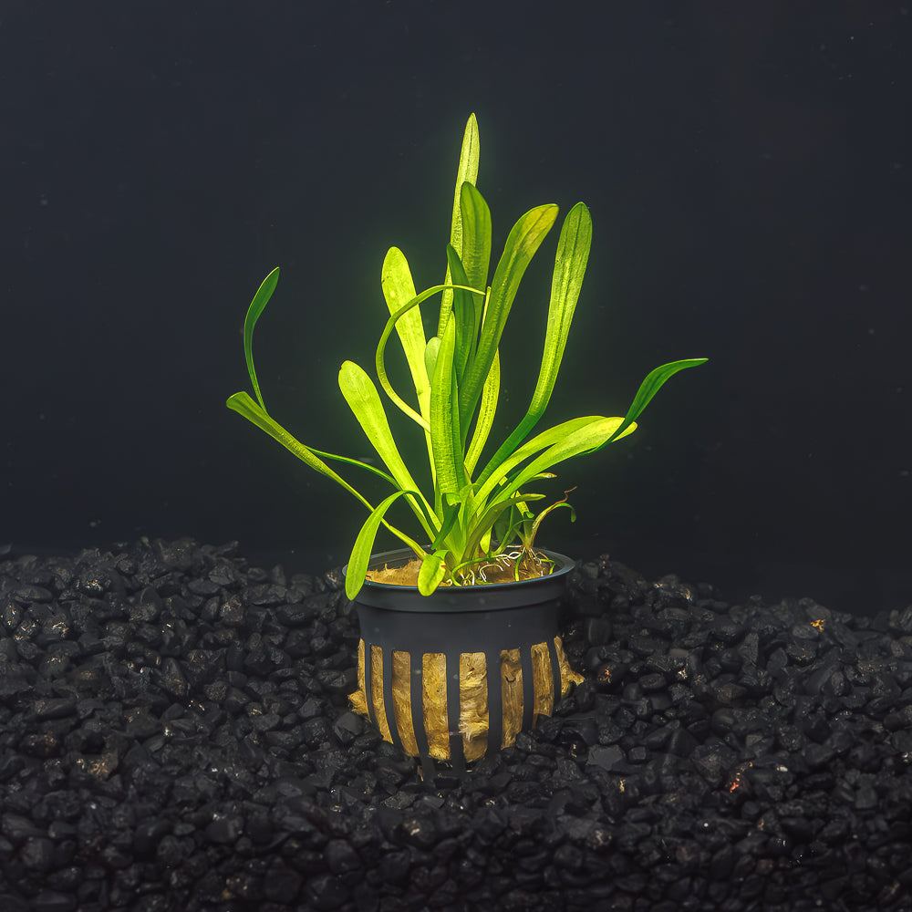 Dwarf Sagittaria Carpet Plant for Sale | Easy to Care For Dwarf Sag