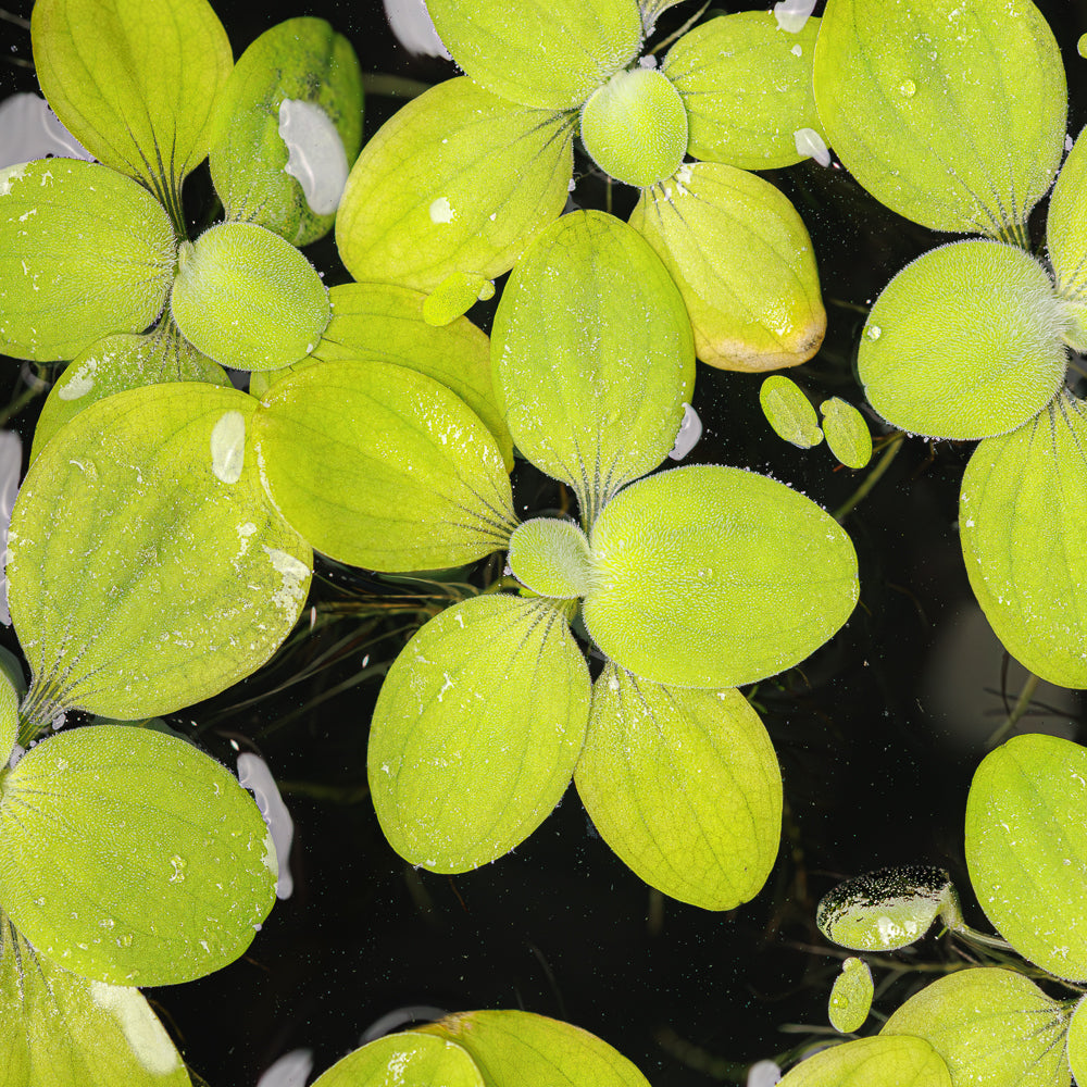 Dwarf Water Lettuce | Floating Aquarium plant - Flip Aquatics