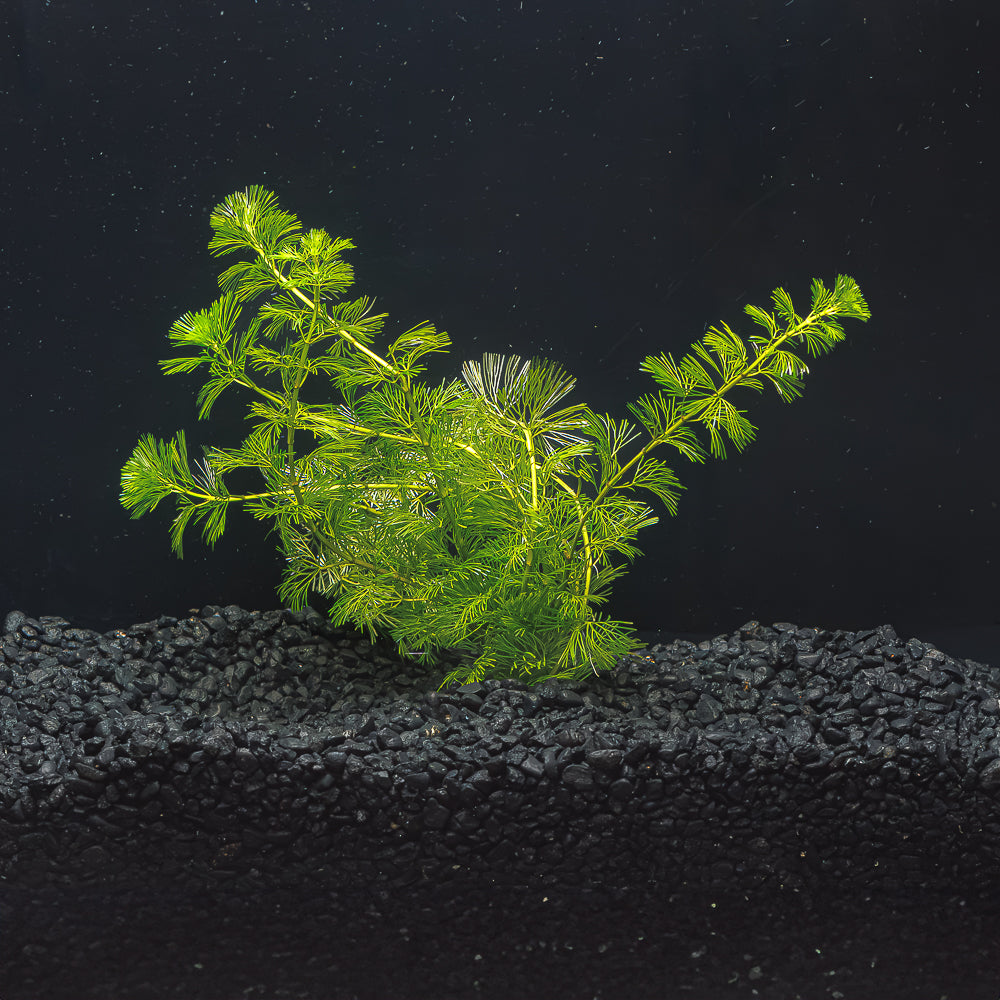 Transform Your Aquarium with Cabomba Caroliniana | Aquatic Plant for ...