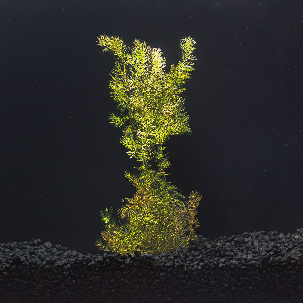 Floating Aquarium Plants | Great for Fish Tanks and Ponds