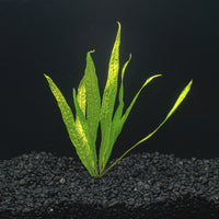 Shop Plants - Flip Aquatics