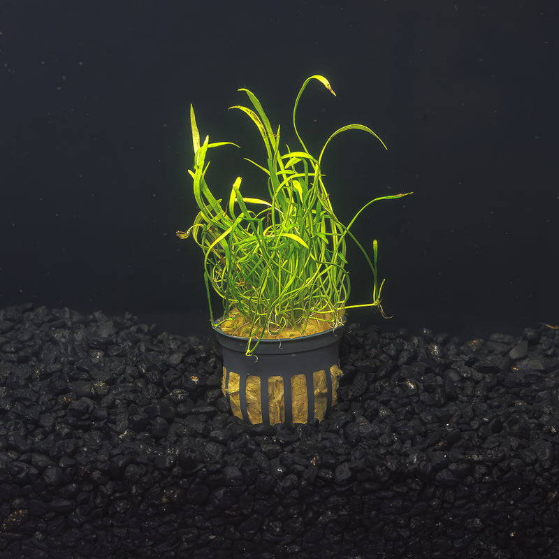 Create an Amazing Aquascape with Sword Plants for Aquariums - Flip Aquatics
