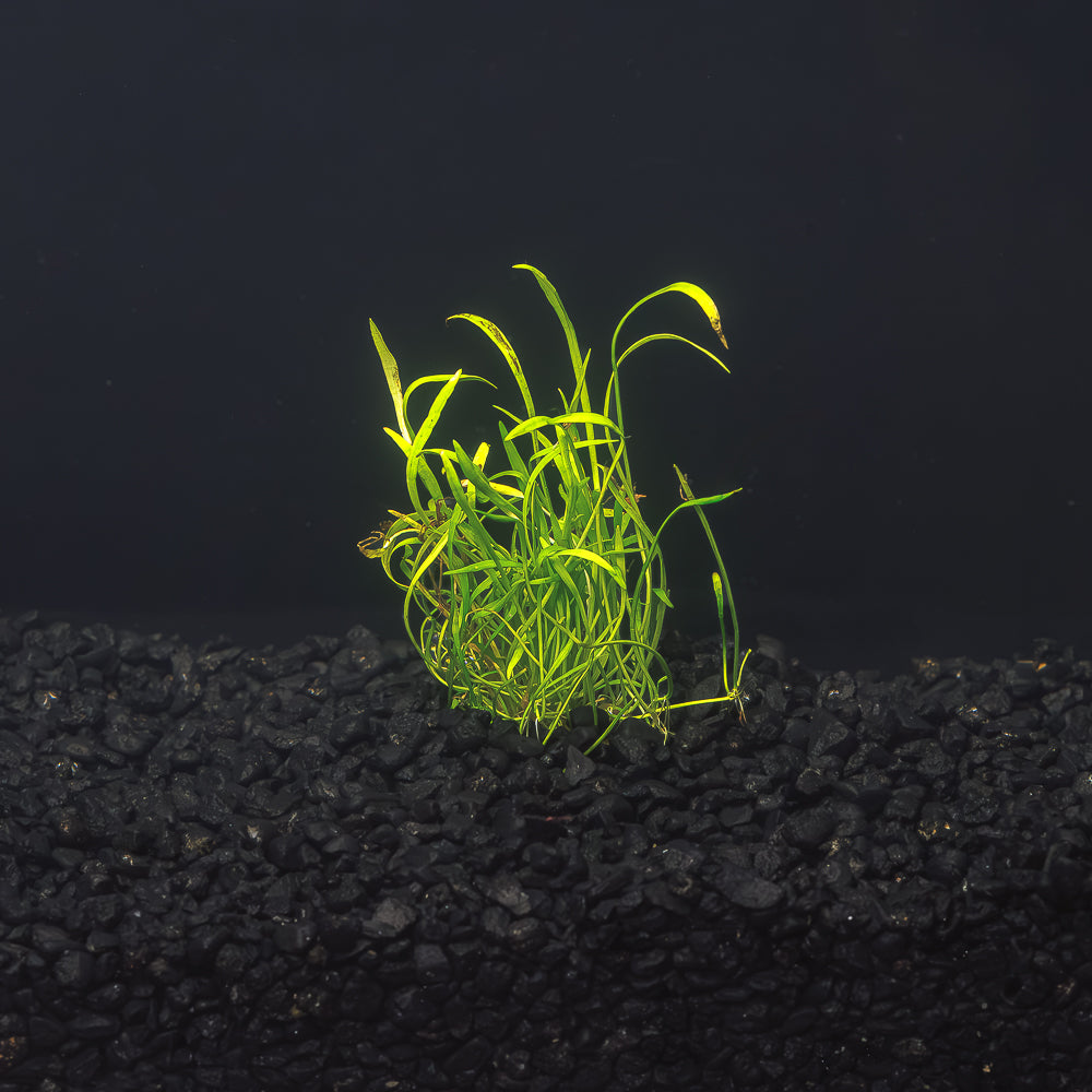 Create an Amazing Aquascape with Sword Plants for Aquariums