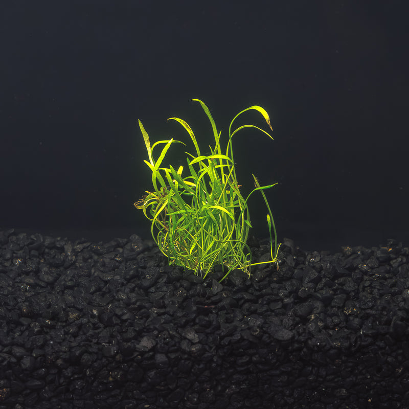 Create an Amazing Aquascape with Sword Plants for Aquariums