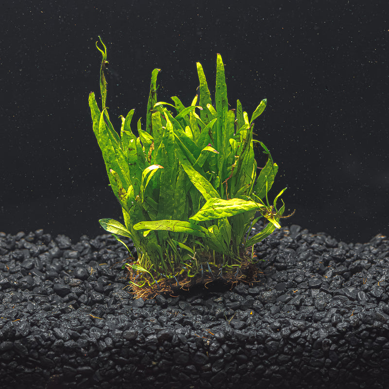 Narrow Leaf Java Fern - Flip Aquatics