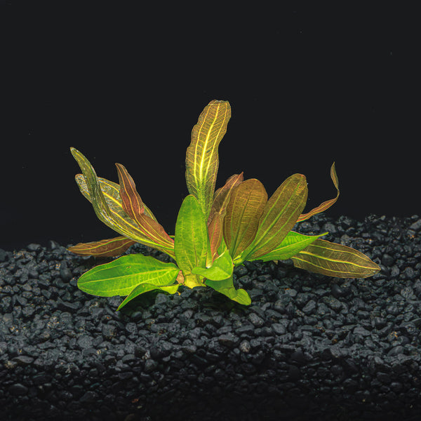 Create an Amazing Aquascape with Sword Plants for Aquariums