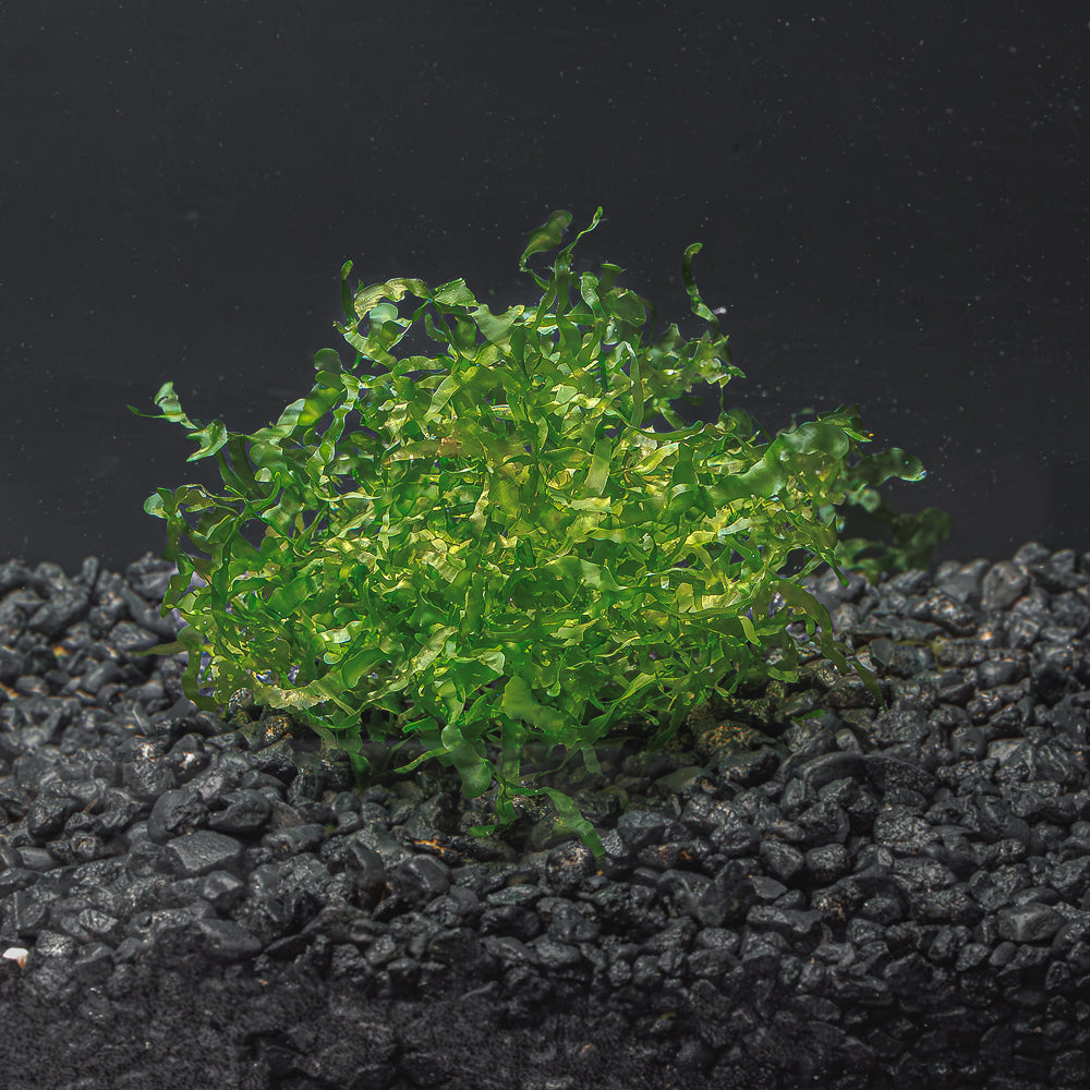 Subwassertang - Flip Aquatics