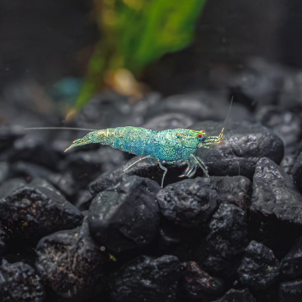 Blue Bolt Shrimp - Flip Aquatics