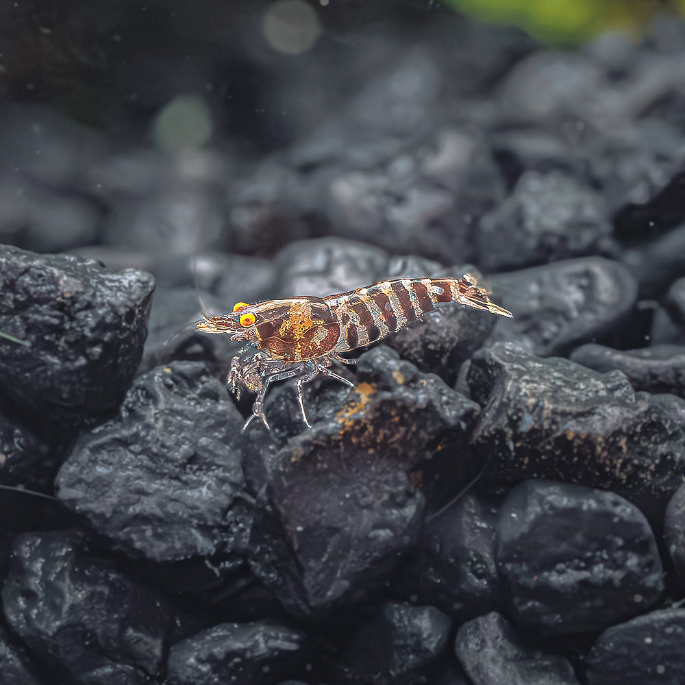 Shop Shrimp Page 3 - Flip Aquatics