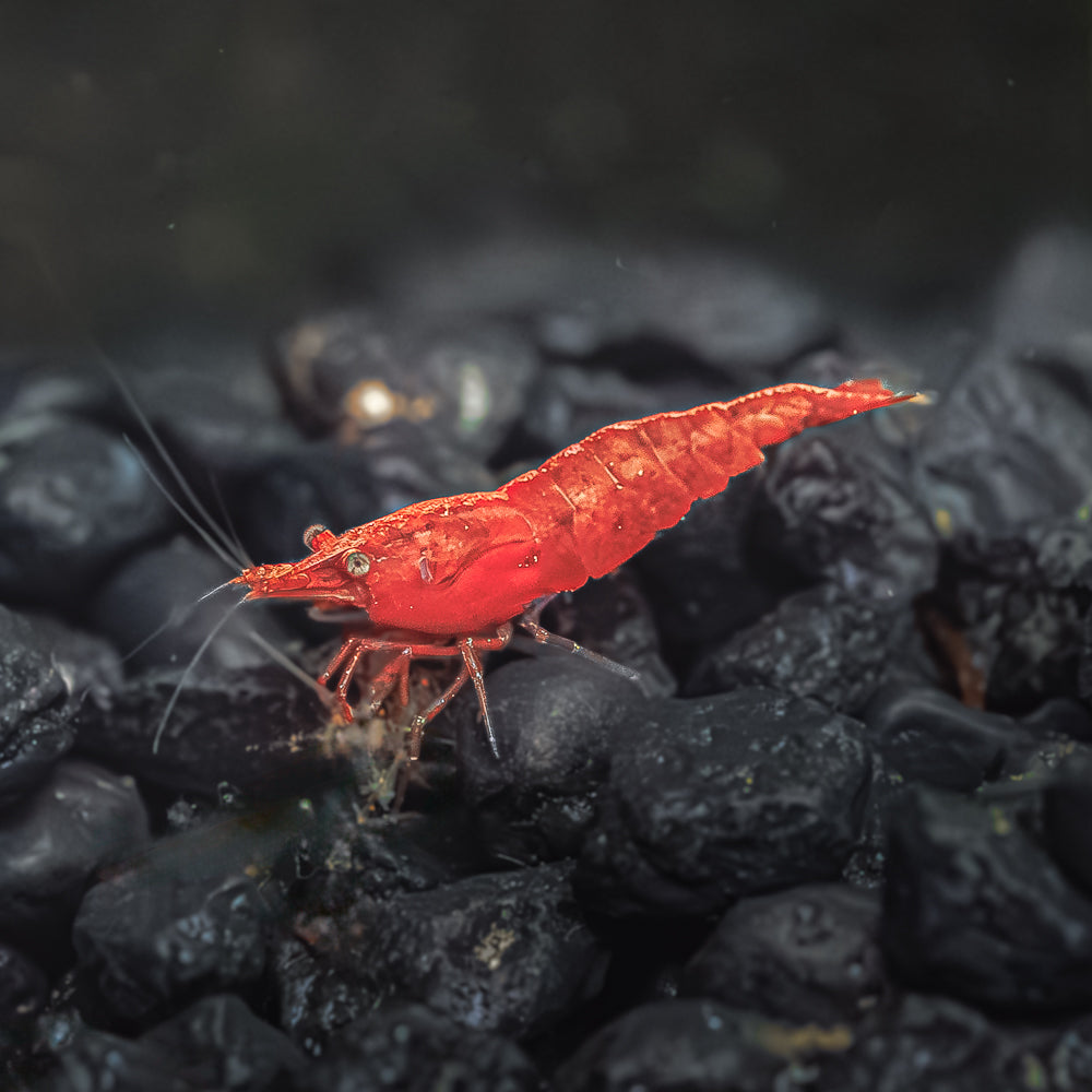 Red Cherry Shrimp | Red Cherry Shrimp For Sale - Flip Aquatics