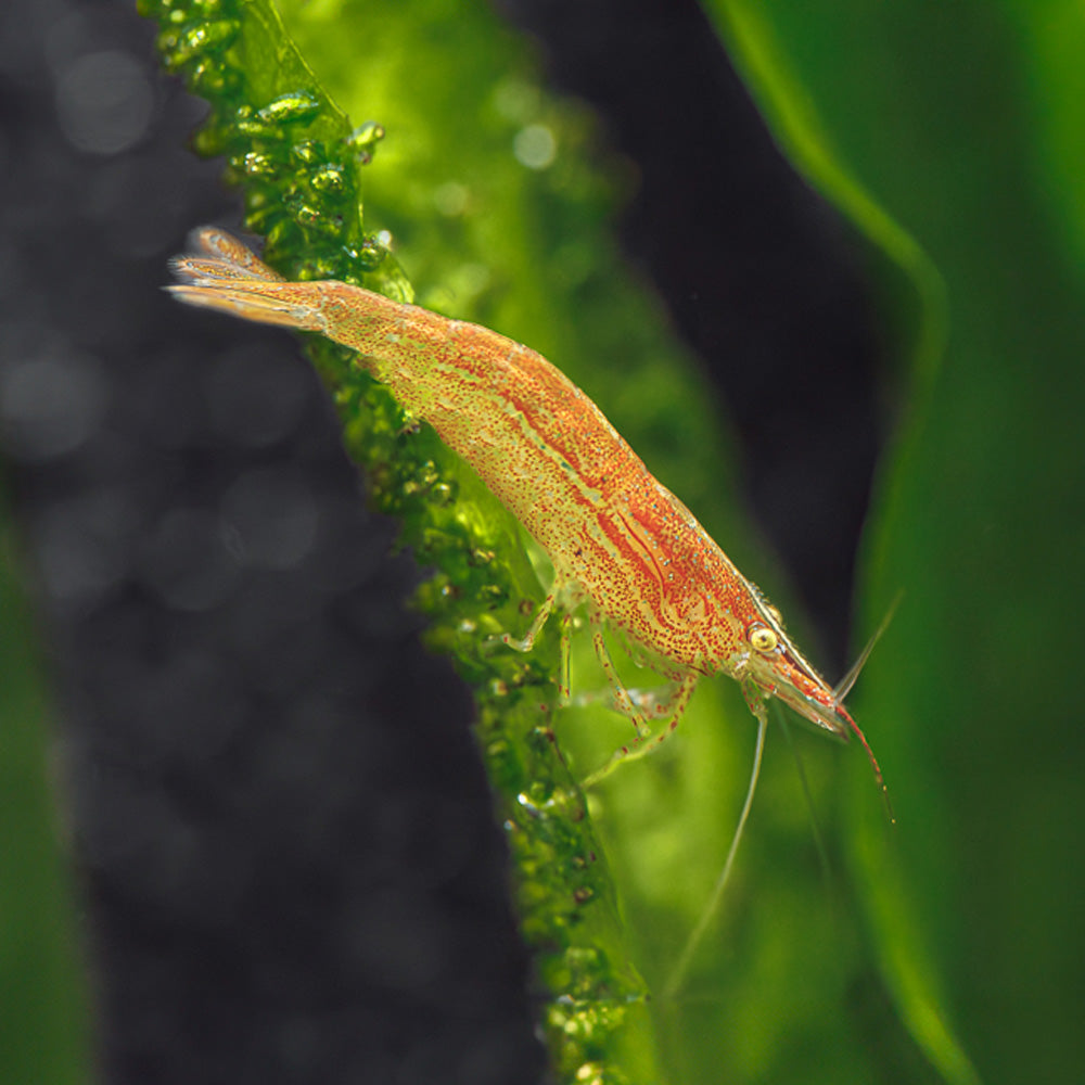 Rare Shrimp for Sale | Rare Freshwater Shrimp