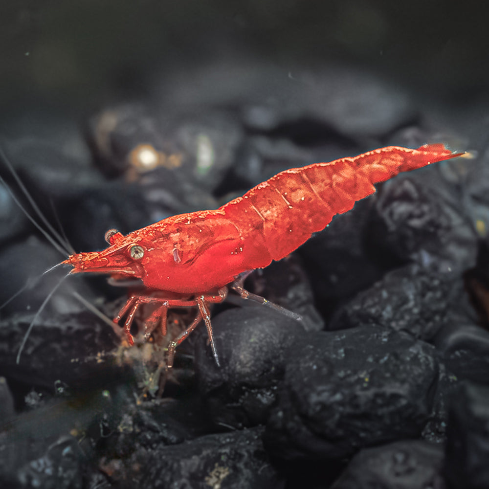 Painted Fire Red Shrimp - High-Grade Cherry Shrimp for Sale