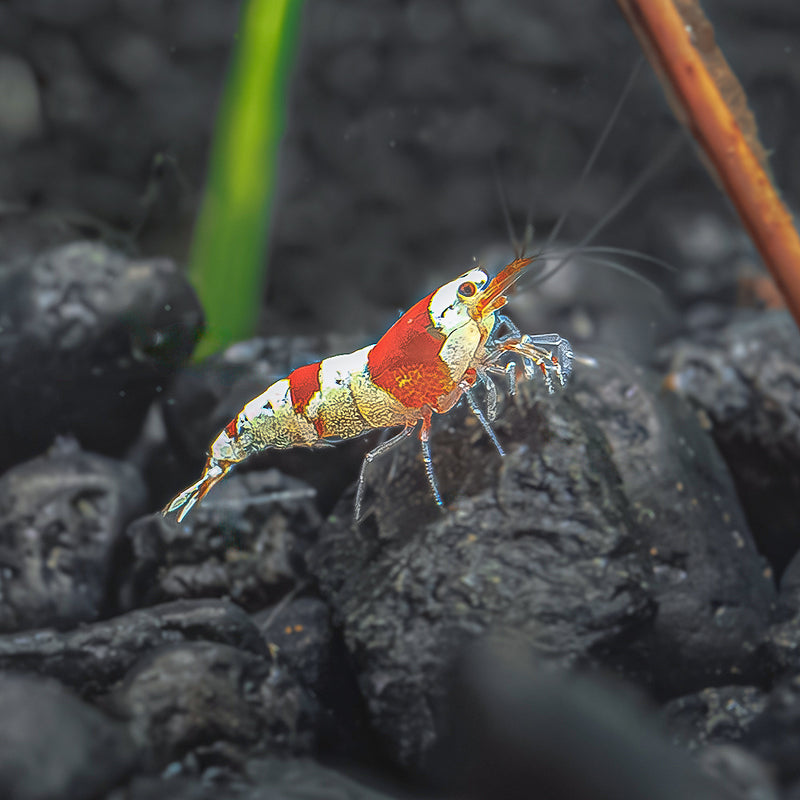 Pure Red Line Shrimp - Flip Aquatics