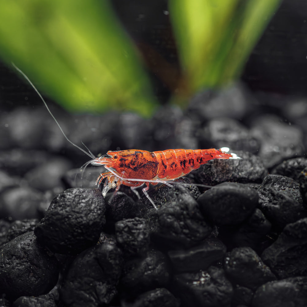 Shop Shrimp Page 2 - Flip Aquatics