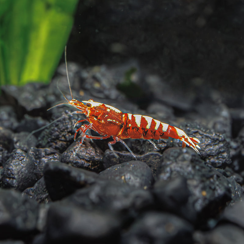 Red Pinto Shrimp - Red Pinto Shrimp for sale