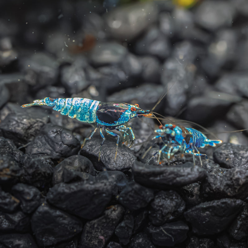 Blue Shrimp | Blue Freshwater Shrimp for sale
