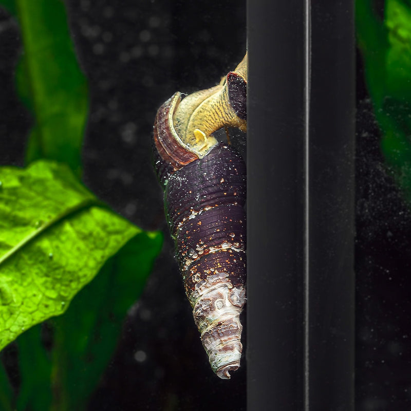 Rabbit Snails | Rabbit Snails for Sale Online
