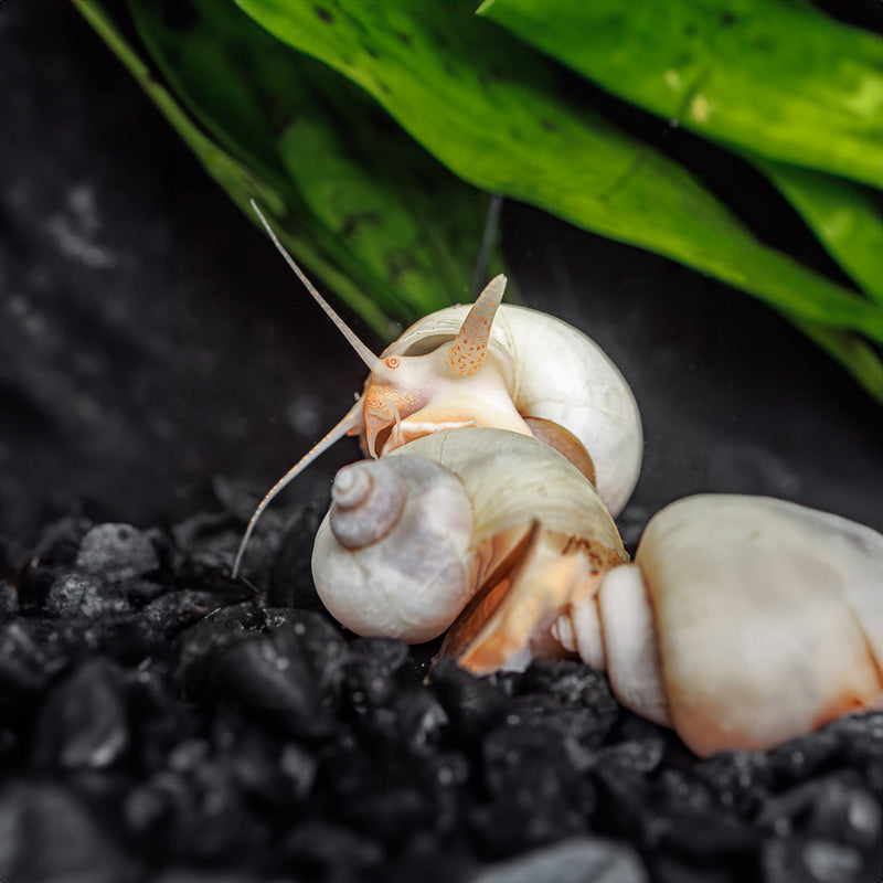 Mystery Snail | Mystery Snails for Sale