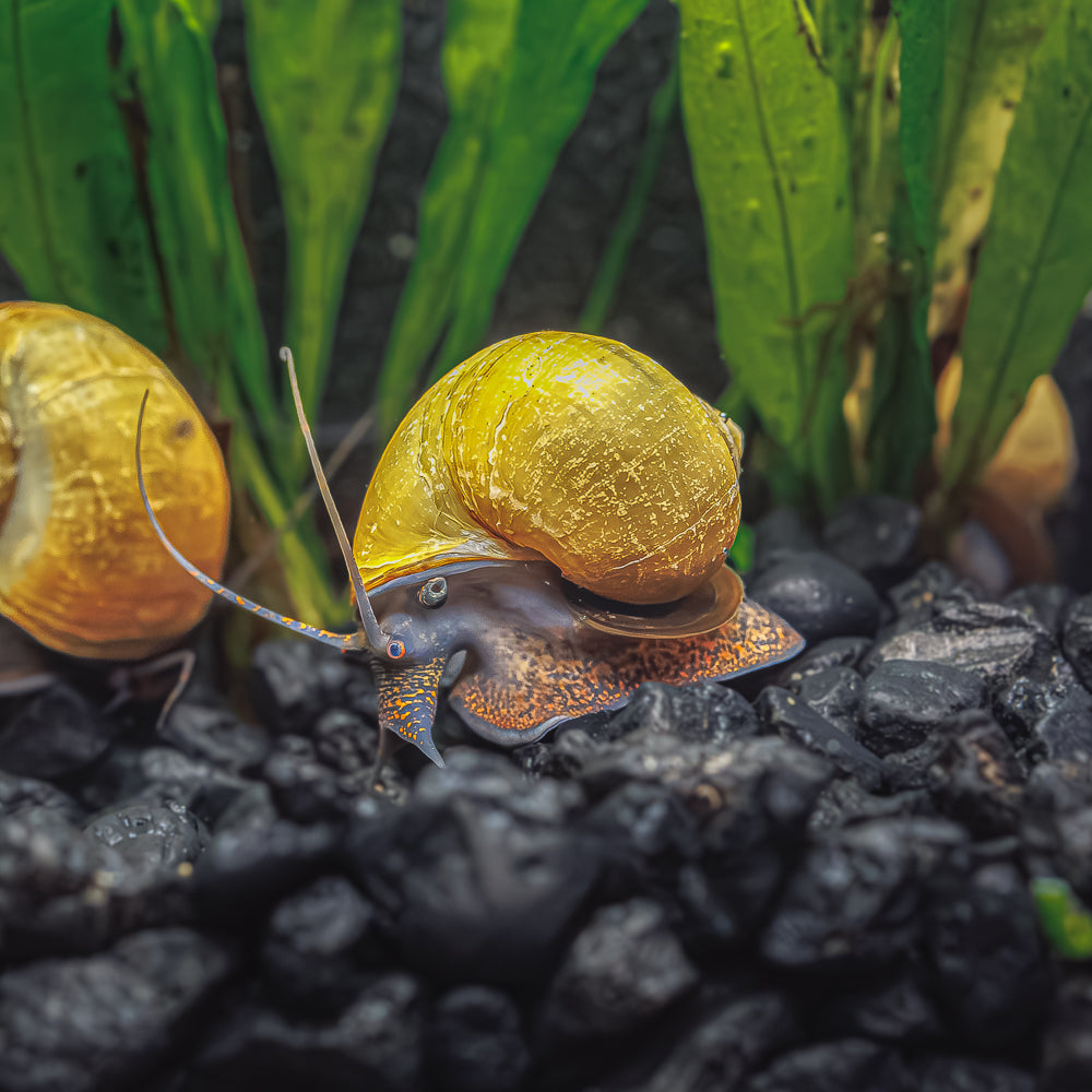 Mystery Snail | Mystery Snails for Sale - Flip Aquatics