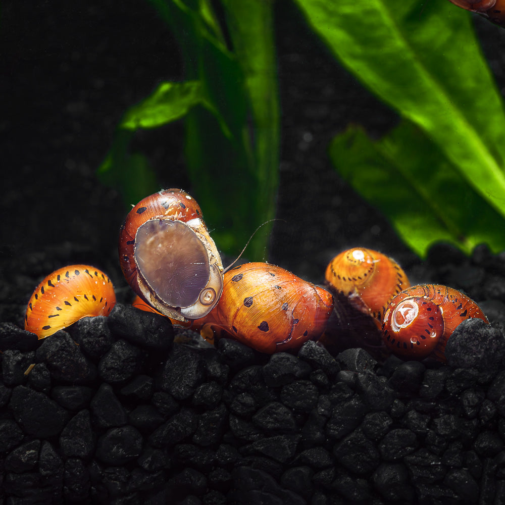 Nerite Snails Horned Nerite Snail (Beginner's Guide)