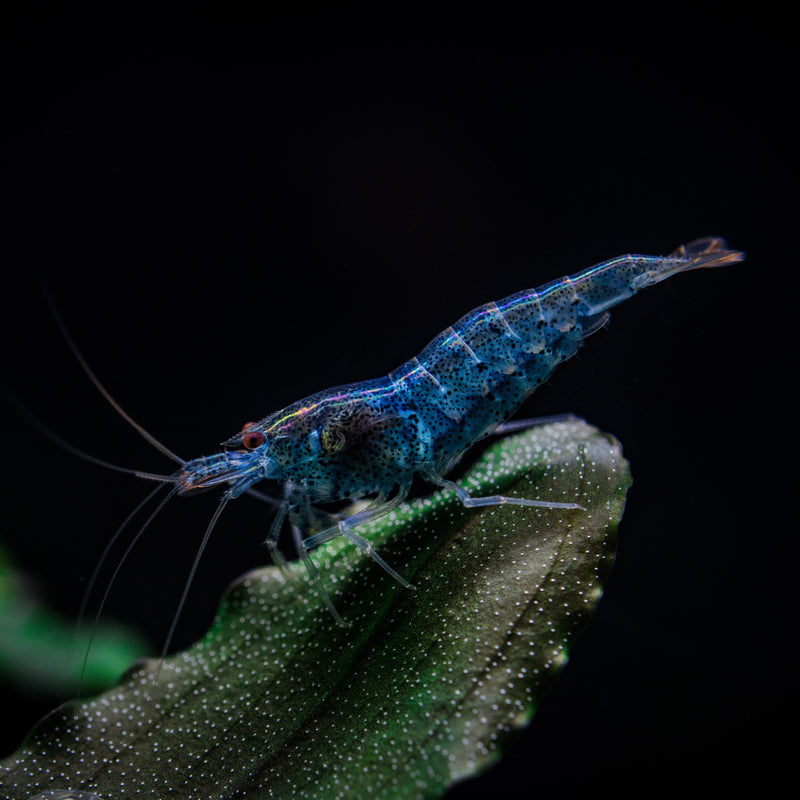 Blue Shrimp | Blue Freshwater Shrimp for sale