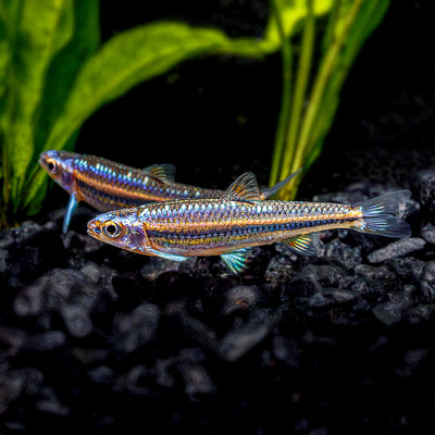 Shop our Rainbow Shiner Online | Rainbow Shiners For Sale Now