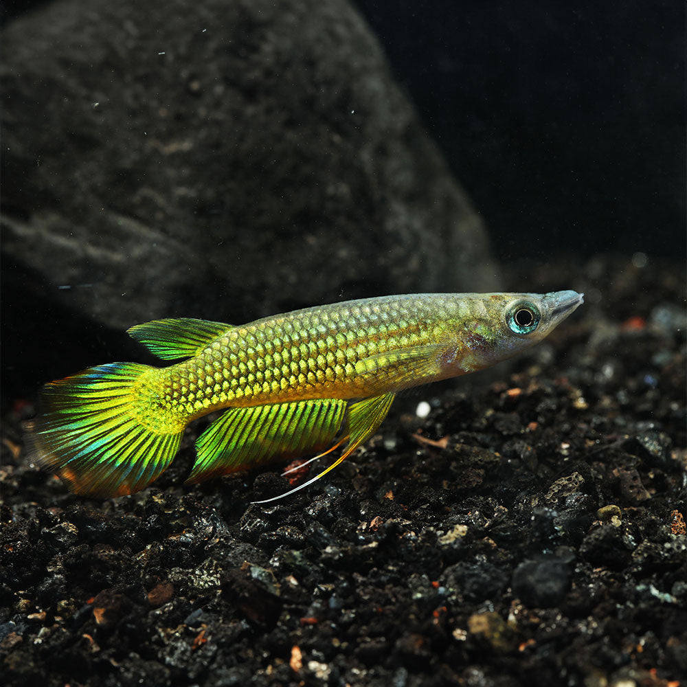 Killifish for Sale | Types of Killifish