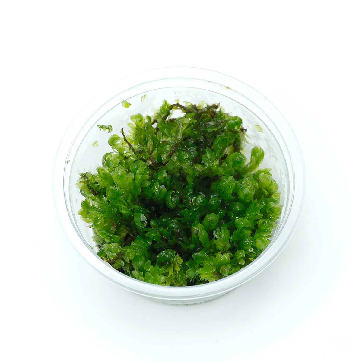 Hooker Moss - Flip Aquatics