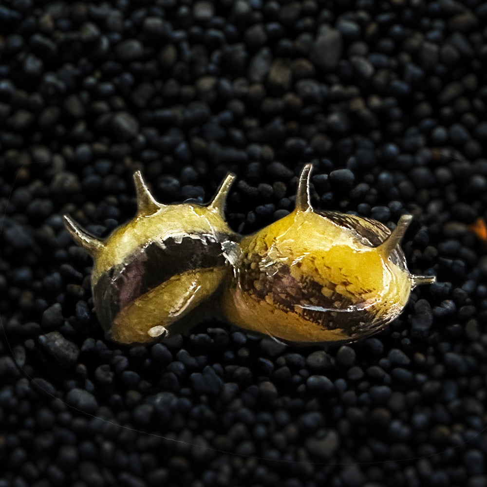 3 Horned Nerite Snails - Flip Aquatics