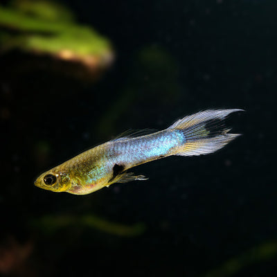 Endlers - Flip Aquatics