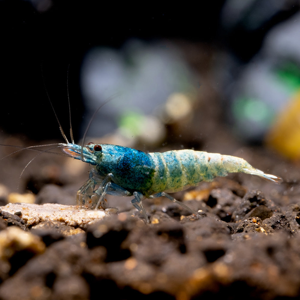 Blue Shrimp | Blue Freshwater Shrimp for sale