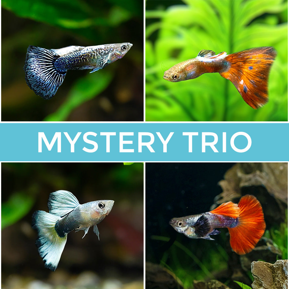 Guppy Breeding Guppy: The Genetics Revised