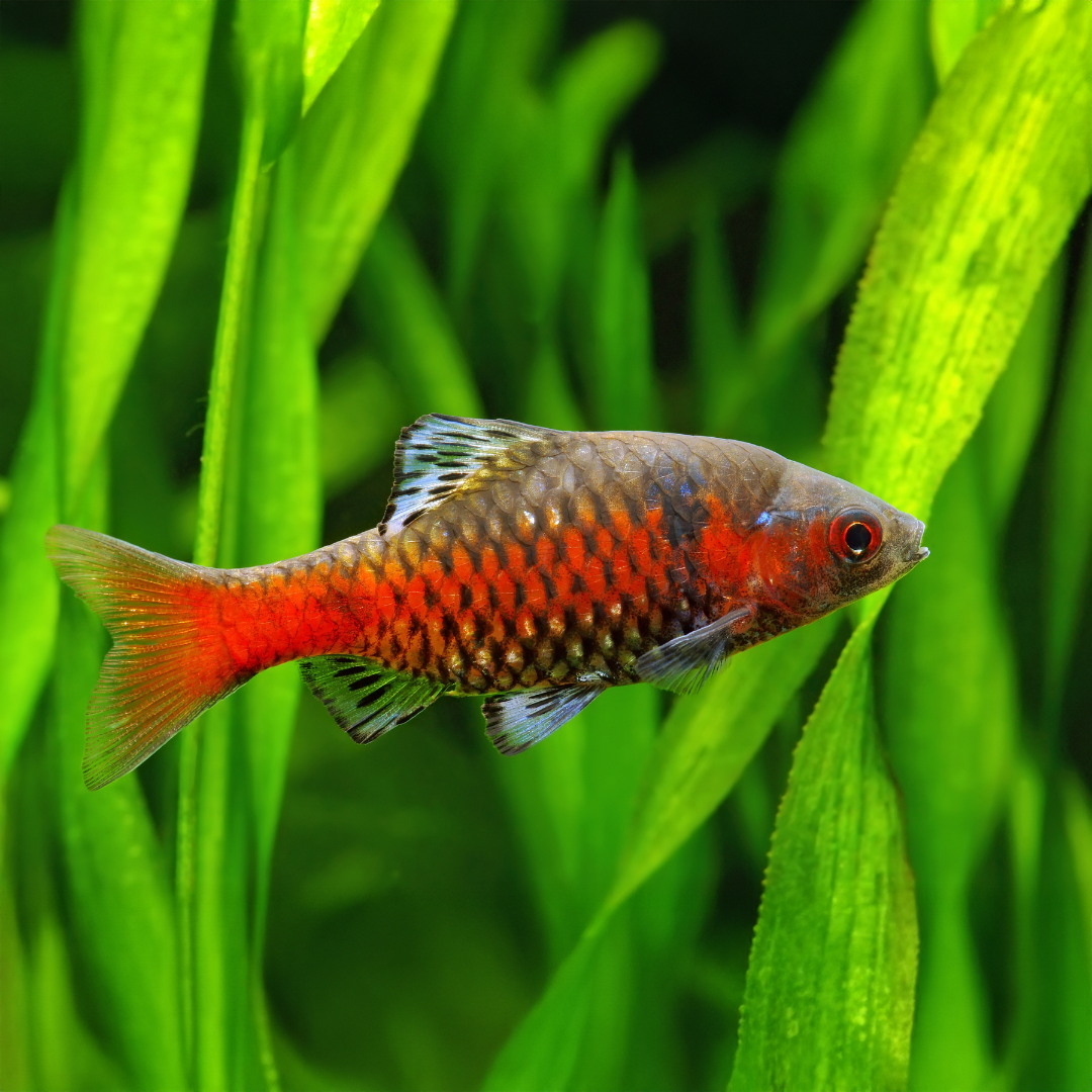 Freshwater Barbs & Barb Fish | Live Arrival Guarantee