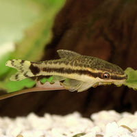 Otocinclus | Otocinclus Catfish for Sale Online - Flip Aquatics
