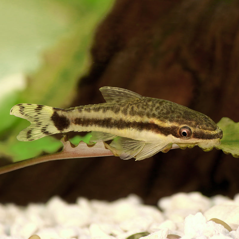Otocinclus Catfish: The Ultimate Algae Eater - Flip Aquatics