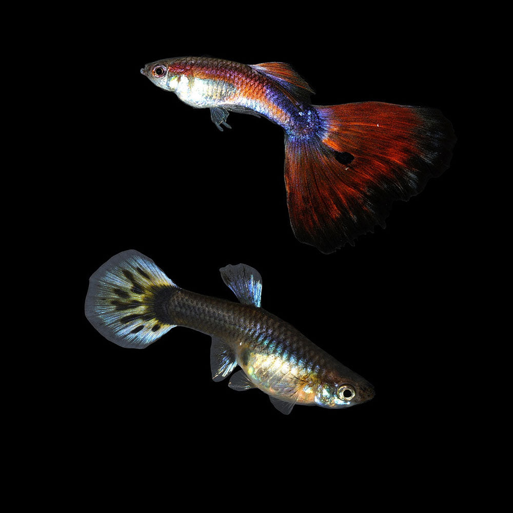 Colorful Fancy Mutt Guppies: Easy Care, Striking Colors - Flip Aquatics