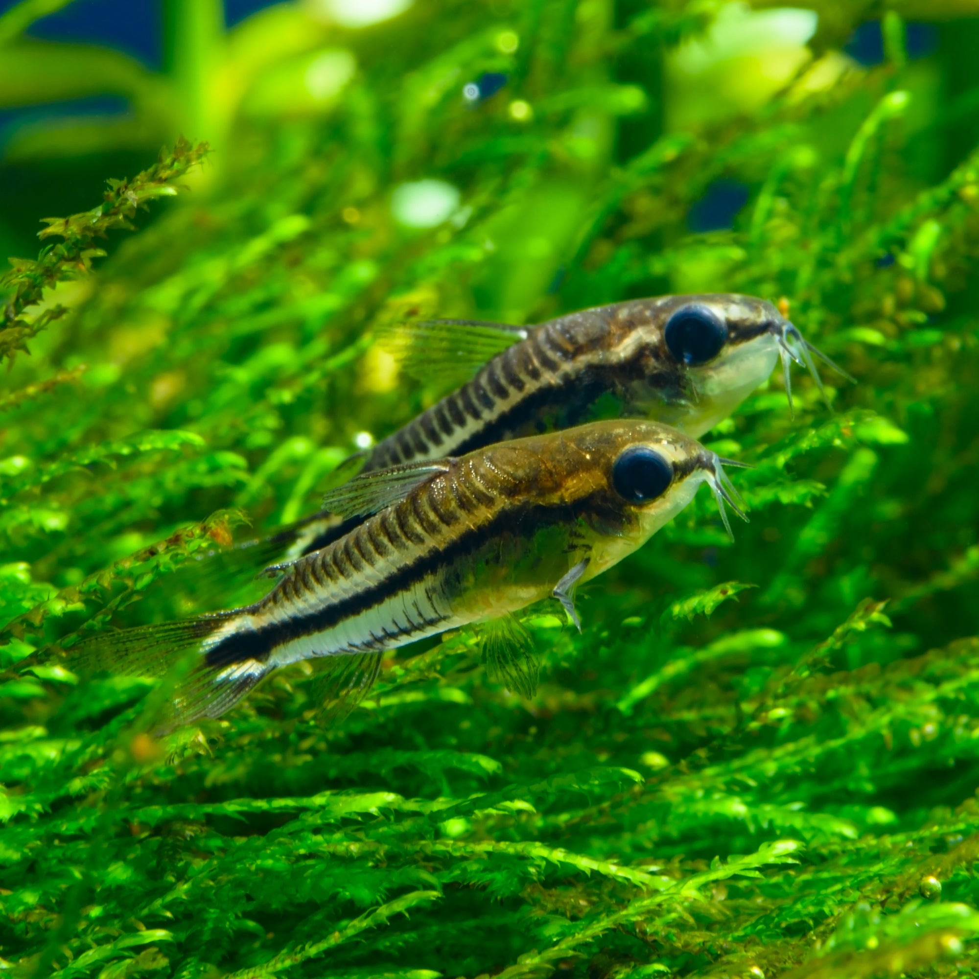Pygmy Cory Catfish for Sale | Pygmy Corydoras Catfish