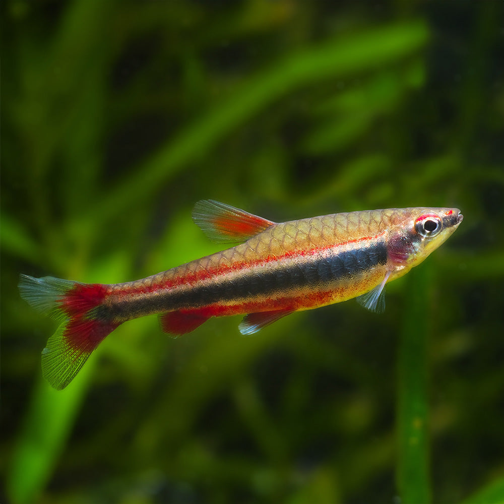 Pencilfish | Pencilfish for Sale